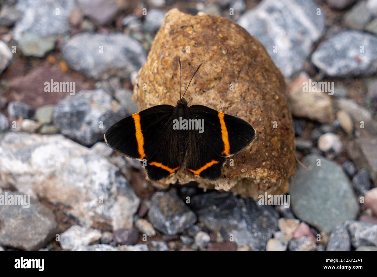 A Little Dancer Metalmark butterfly, Riodina lysippoides, in Jujuy ...