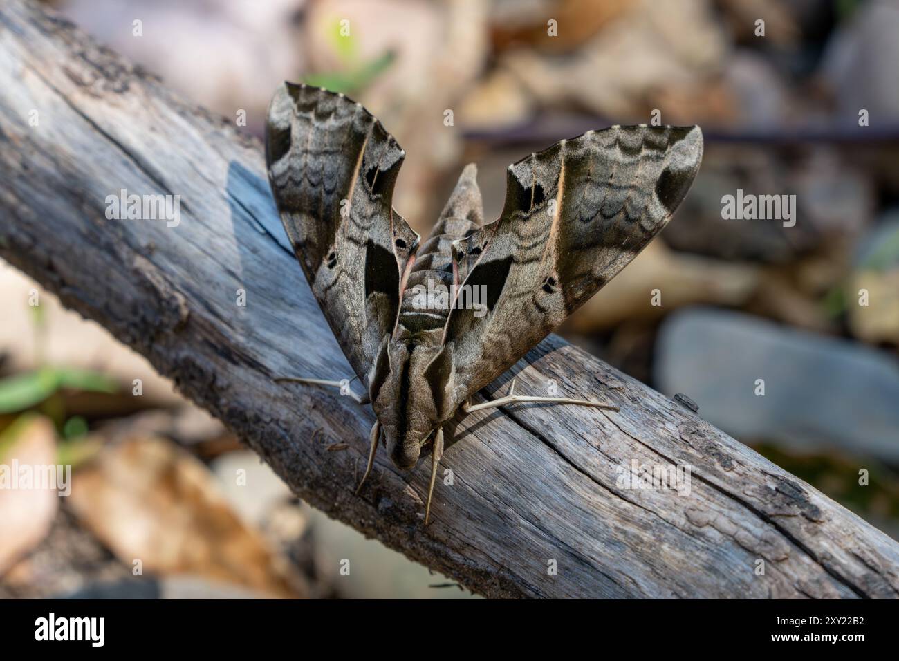 A sphinx moth, Eumorpha analis, on a branch in Tartagal, Argentina ...