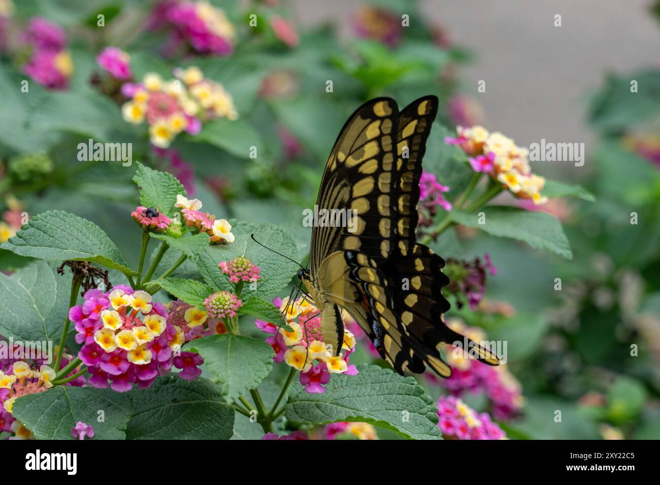 A Thoas Swallowtail butterfly, Heraclides thoas, feeds on the flowers ...