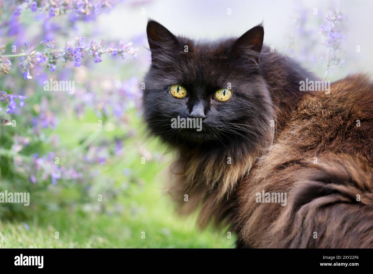 Close up black cat sniffing hi-res stock photography and images - Alamy