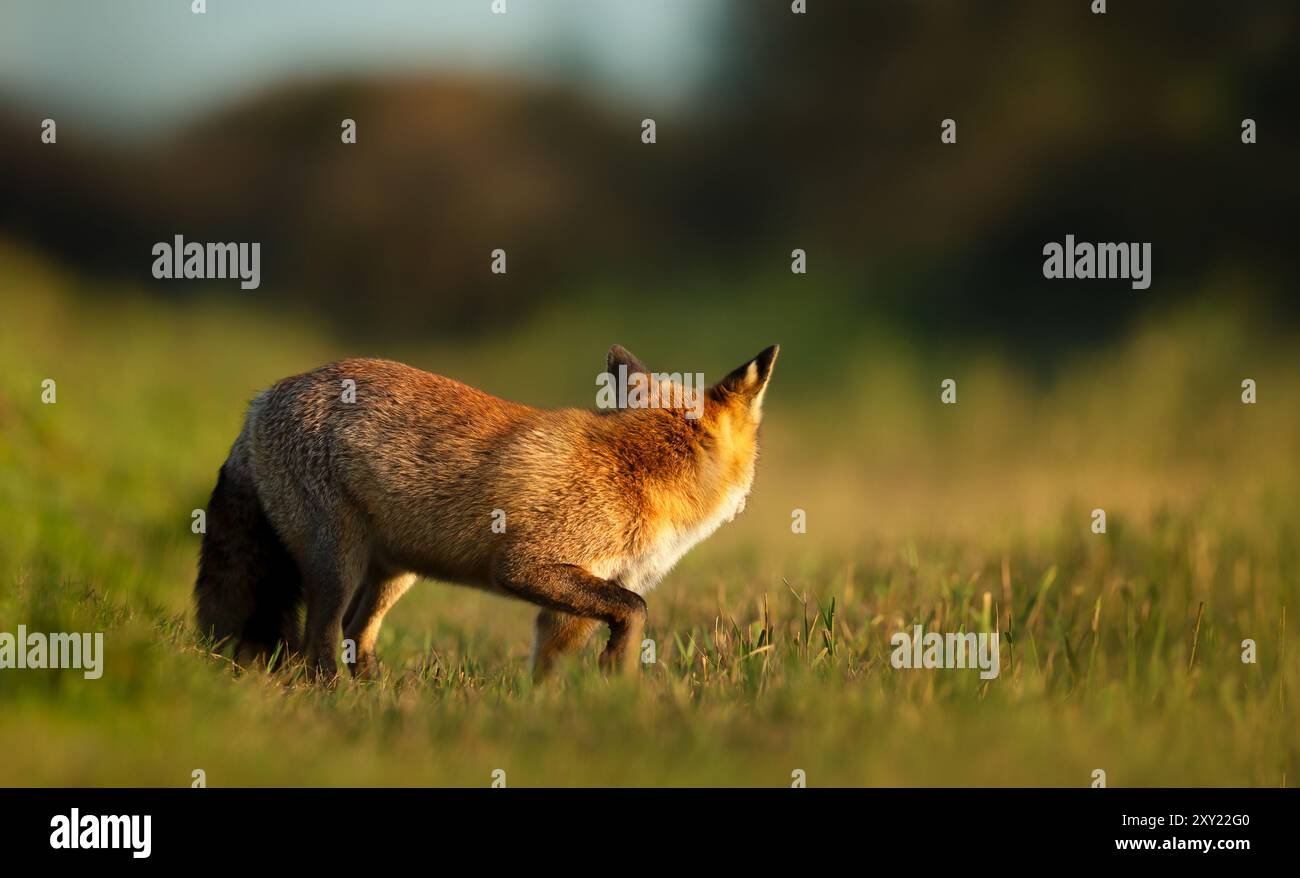 Fox walking hi-res stock photography and images - Alamy