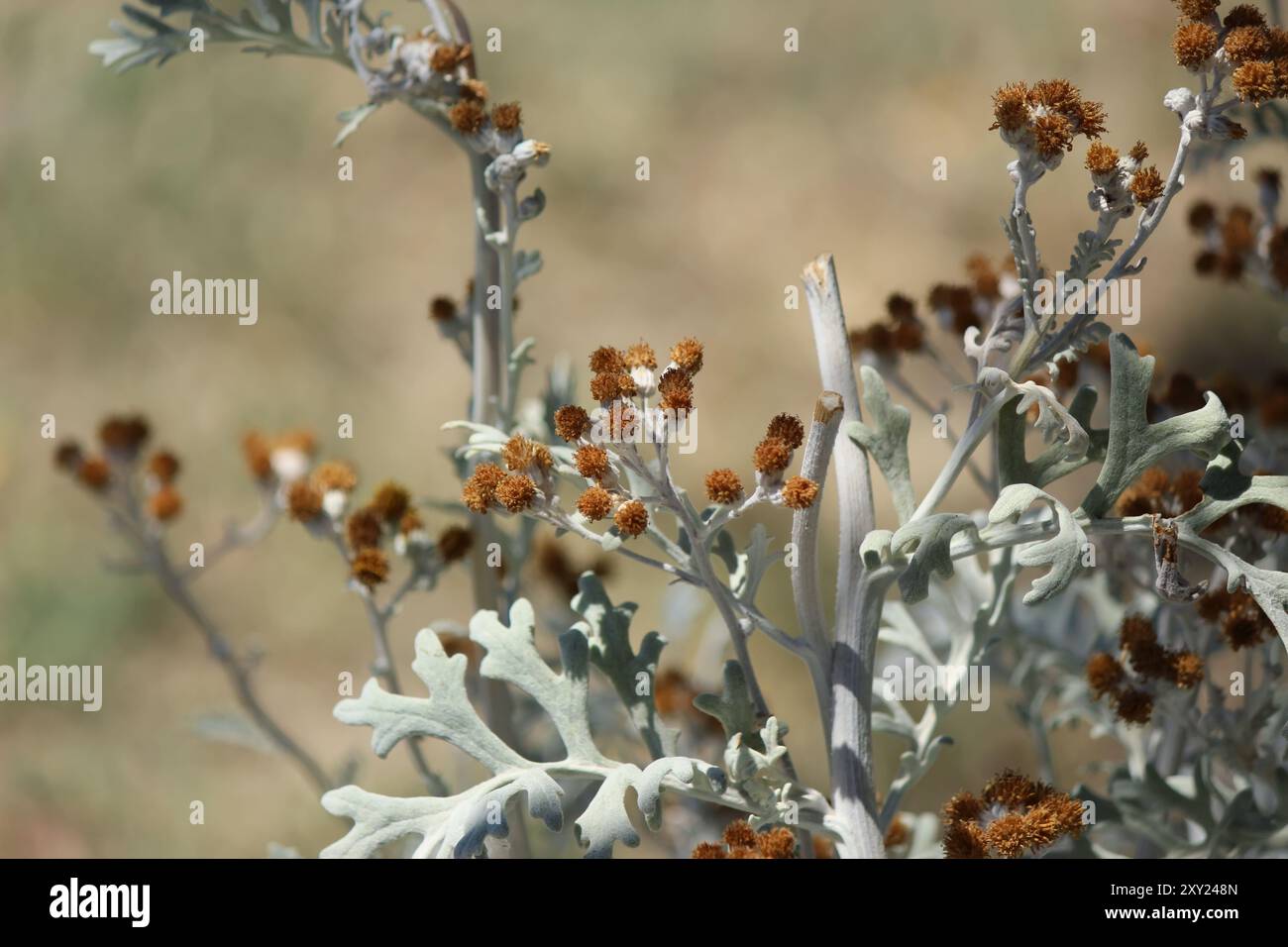 Silver ragwort flower hi-res stock photography and images - Alamy