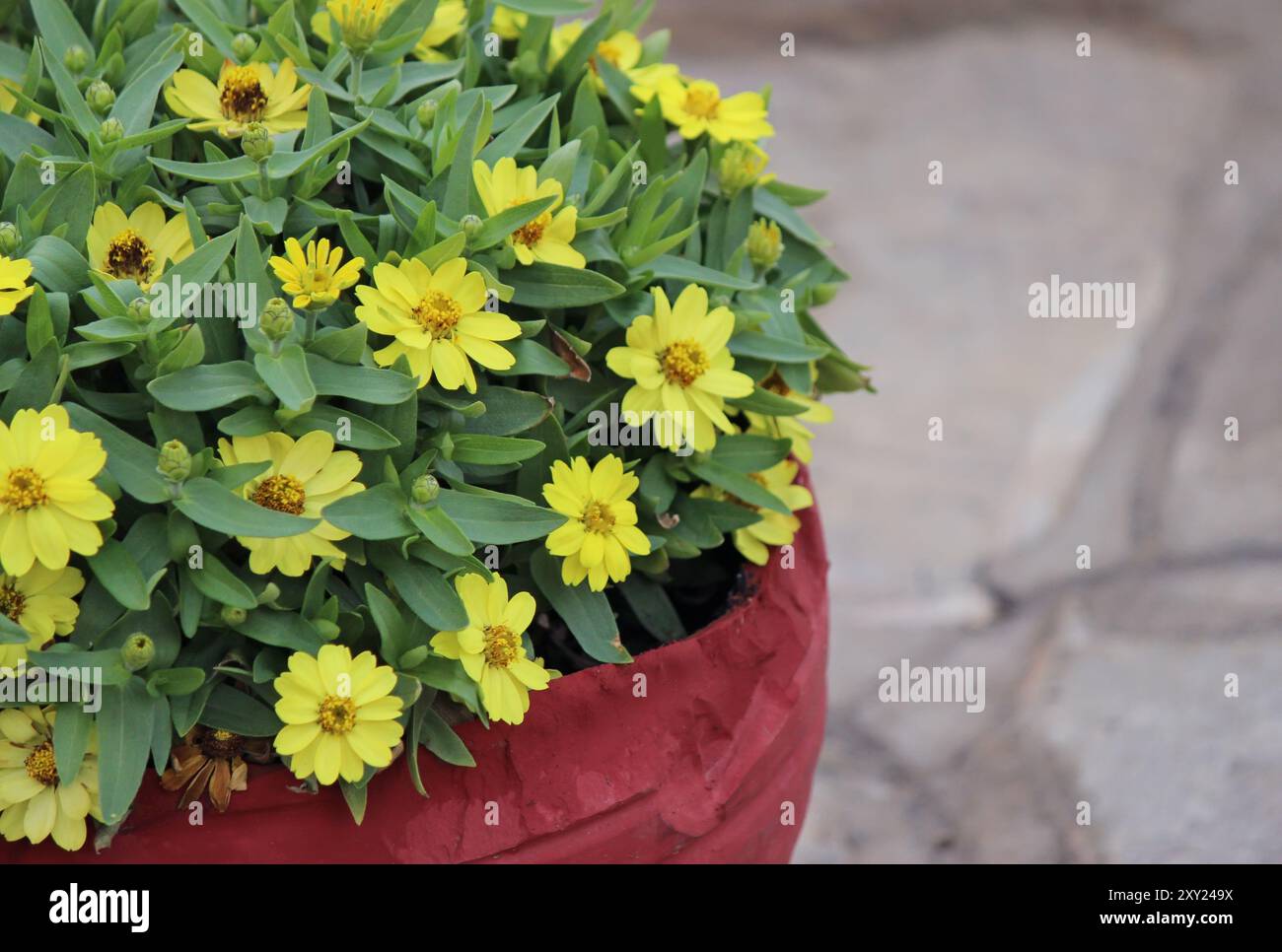 Narrow leaf zinnia (Zinnia angustifolia Stock Photo - Alamy