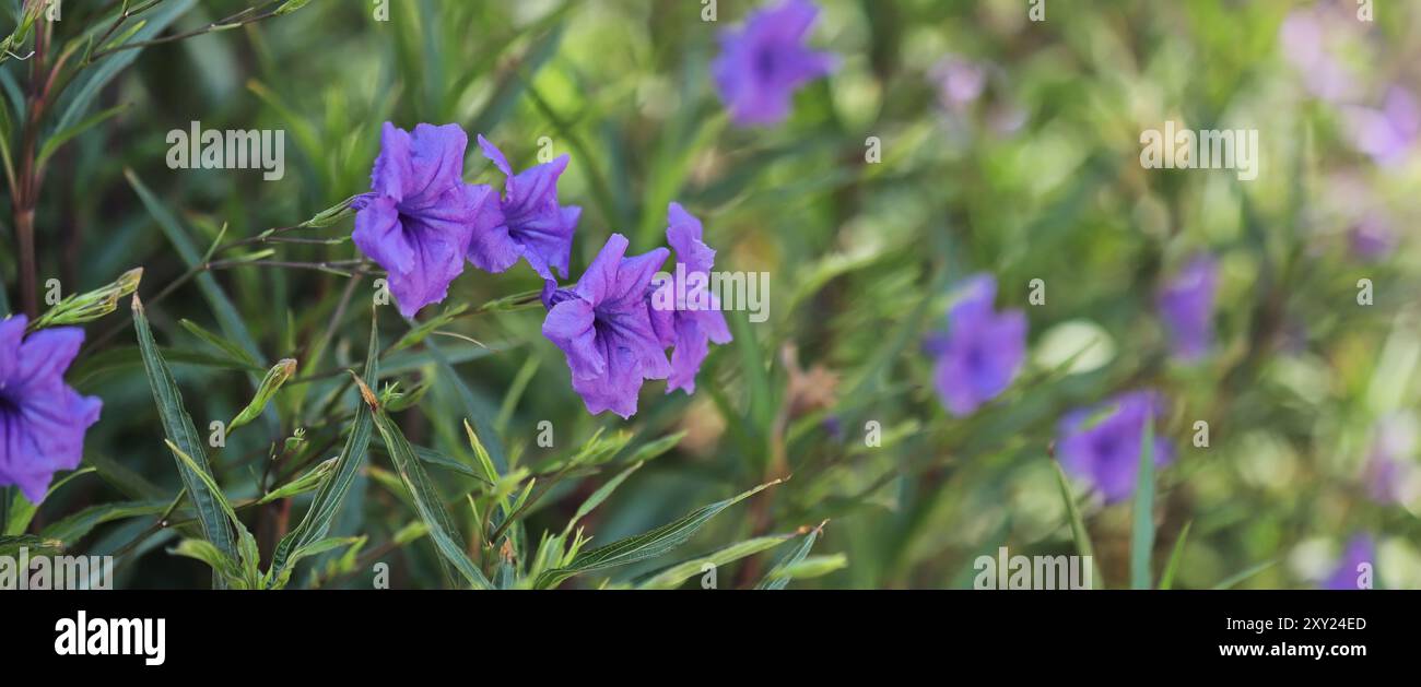 Mexican petunia flower (Ruellia simplex Stock Photo - Alamy