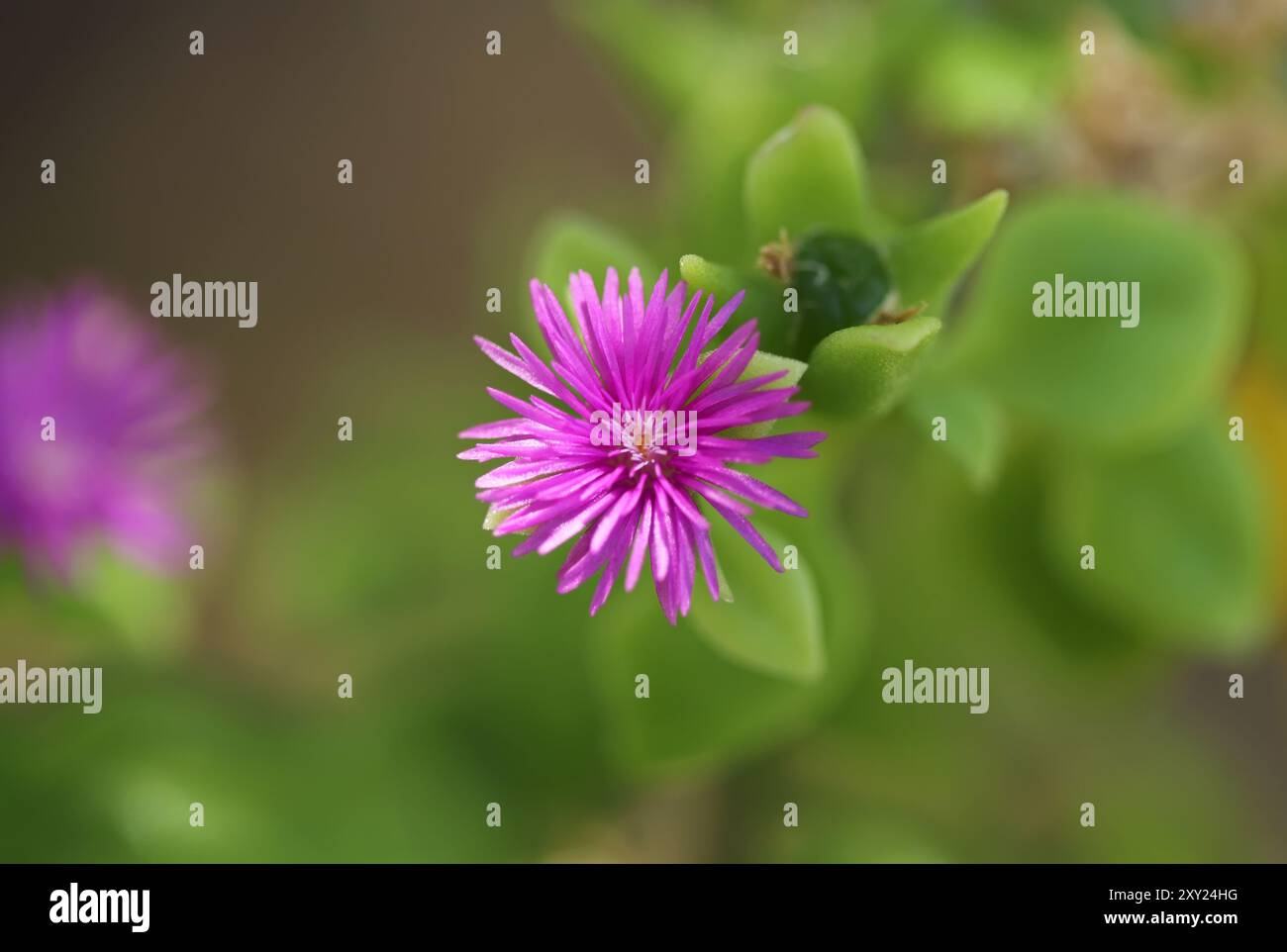Baby sun rose plant (Mesembryanthemum cordifolium Stock Photo - Alamy