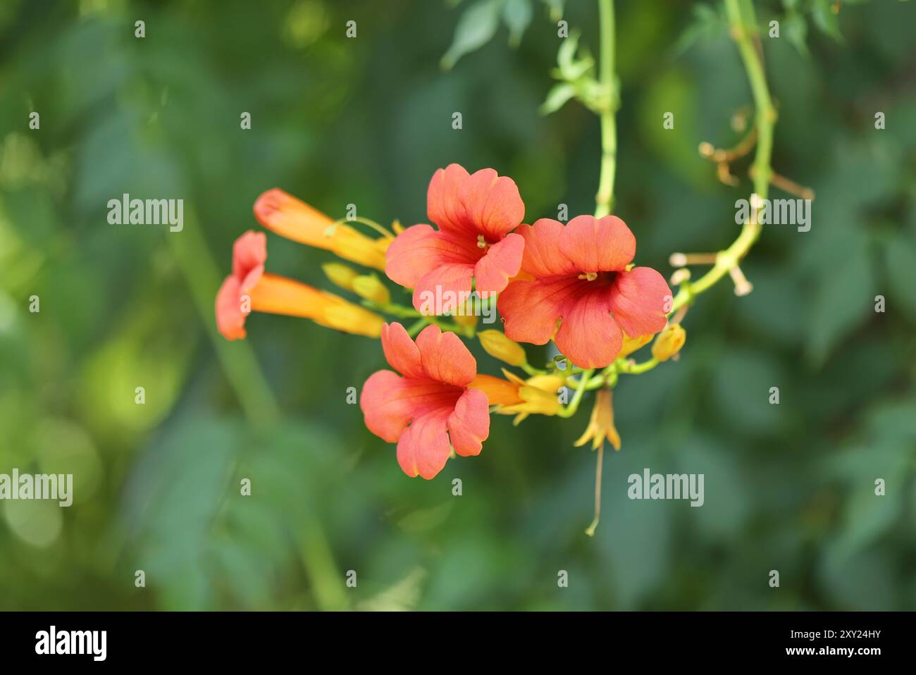 Red trumpet wild flowers hi-res stock photography and images - Alamy