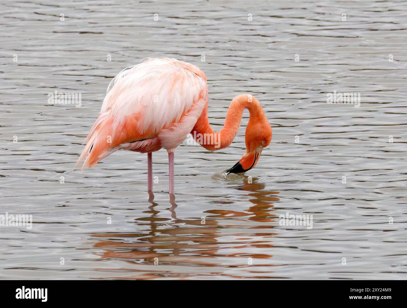 American flamingo, Kubaflamingo, Flamant des Caraïbes, Phoenicopterus ...