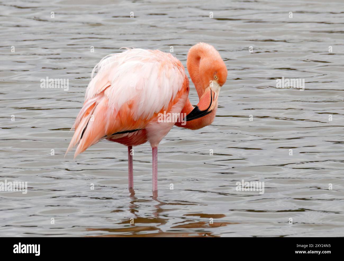 American flamingo, Kubaflamingo, Flamant des Caraïbes, Phoenicopterus ...