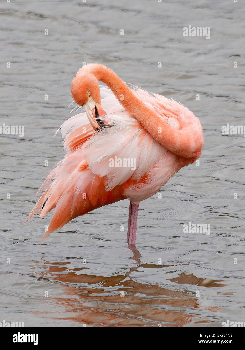 American flamingo, Kubaflamingo, Flamant des Caraïbes, Phoenicopterus ...