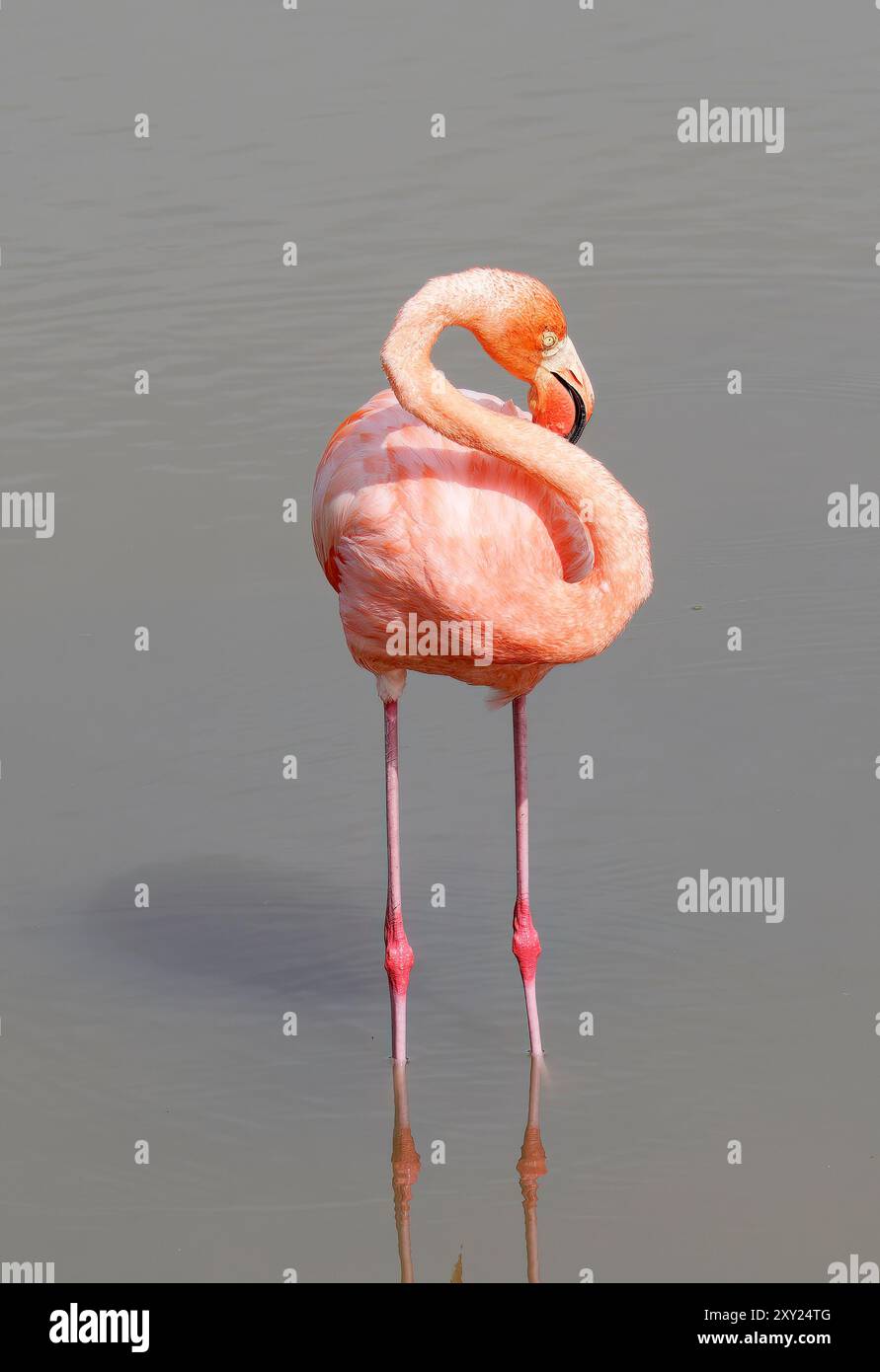 American flamingo, Kubaflamingo, Flamant des Caraïbes, Phoenicopterus ...