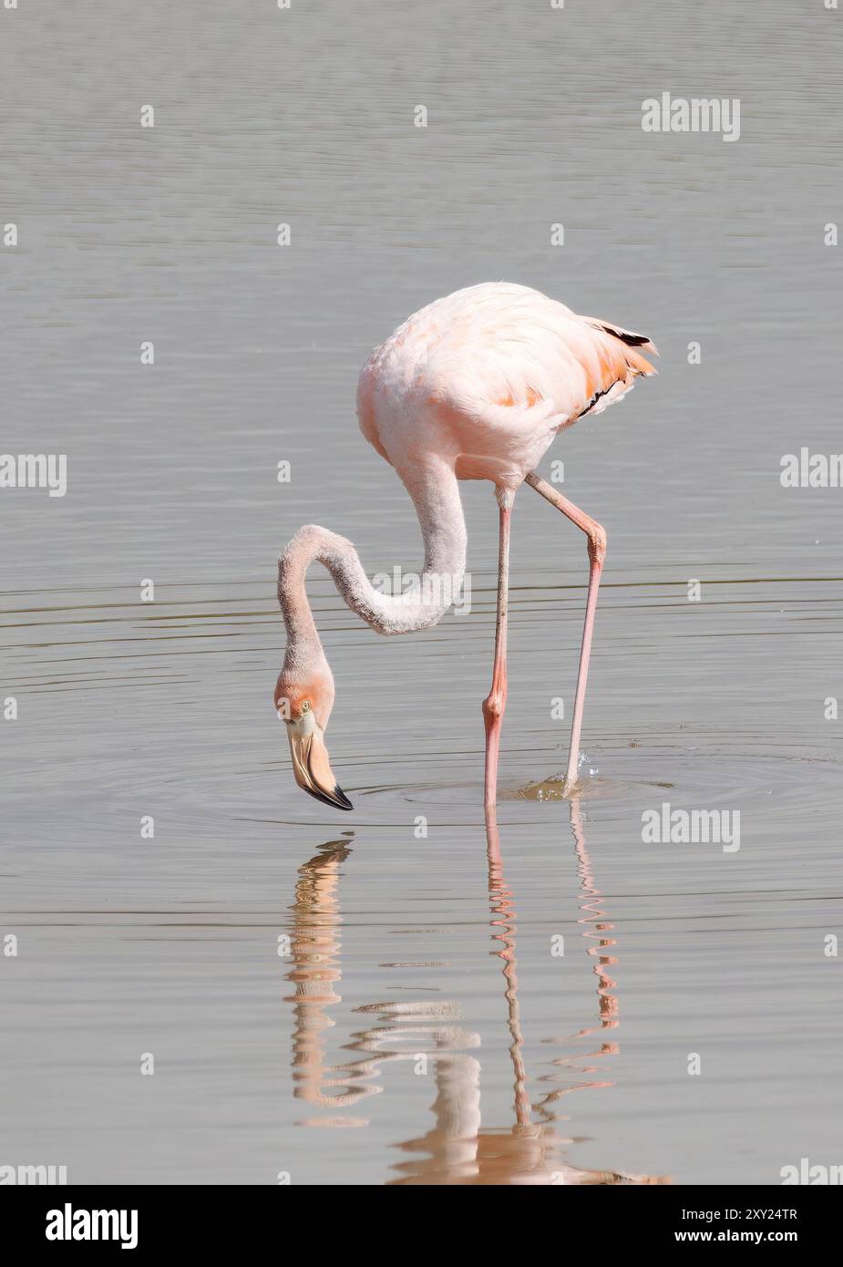 American flamingo, Kubaflamingo, Flamant des Caraïbes, Phoenicopterus ...