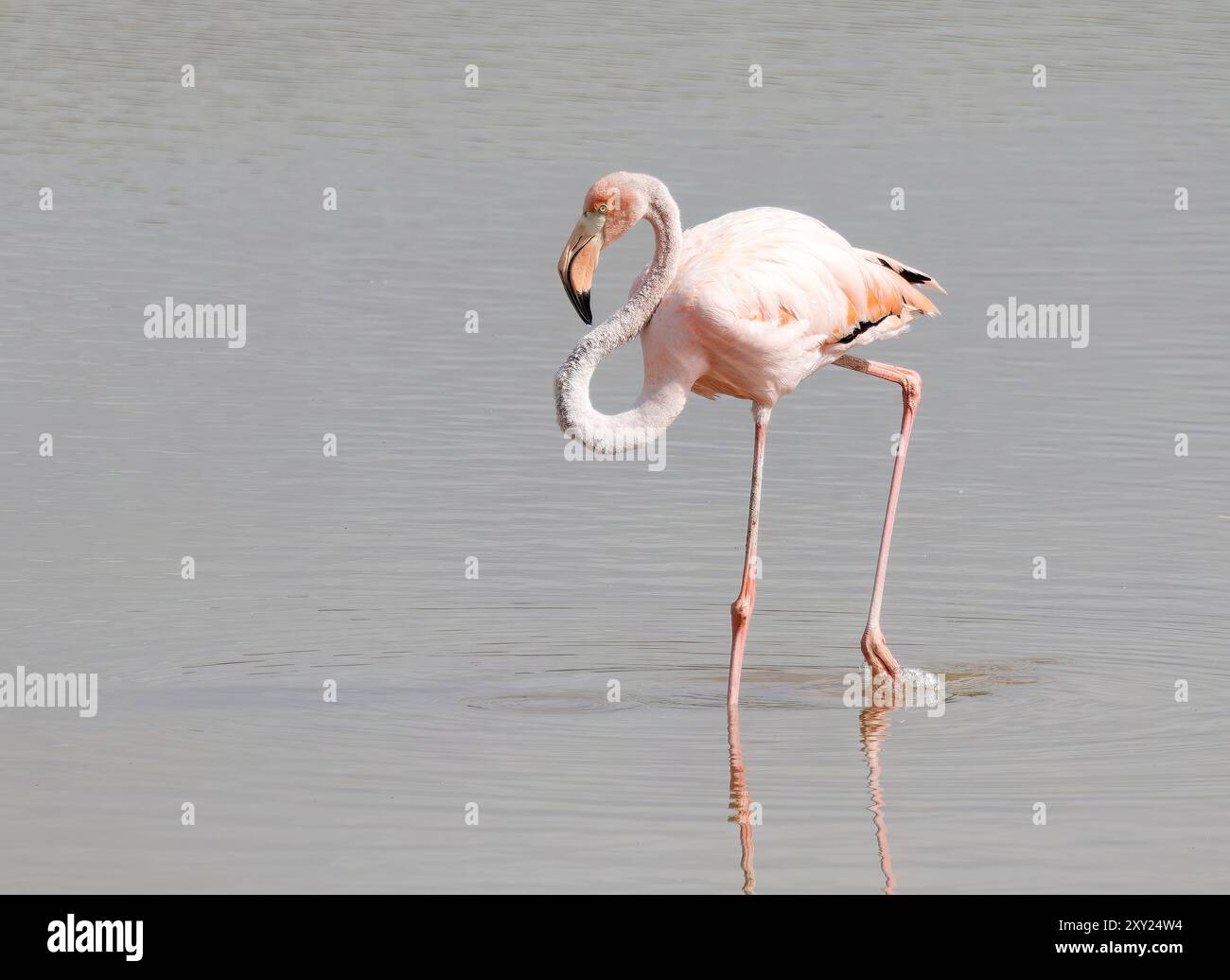 American flamingo, Kubaflamingo, Flamant des Caraïbes, Phoenicopterus ...