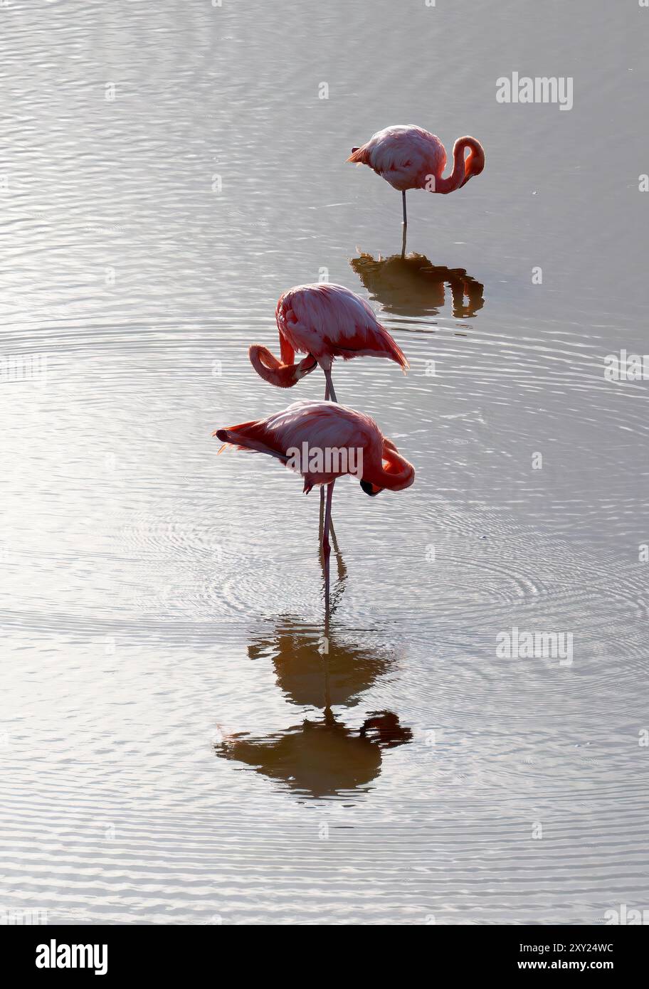 American flamingo, Kubaflamingo, Flamant des Caraïbes, Phoenicopterus ...