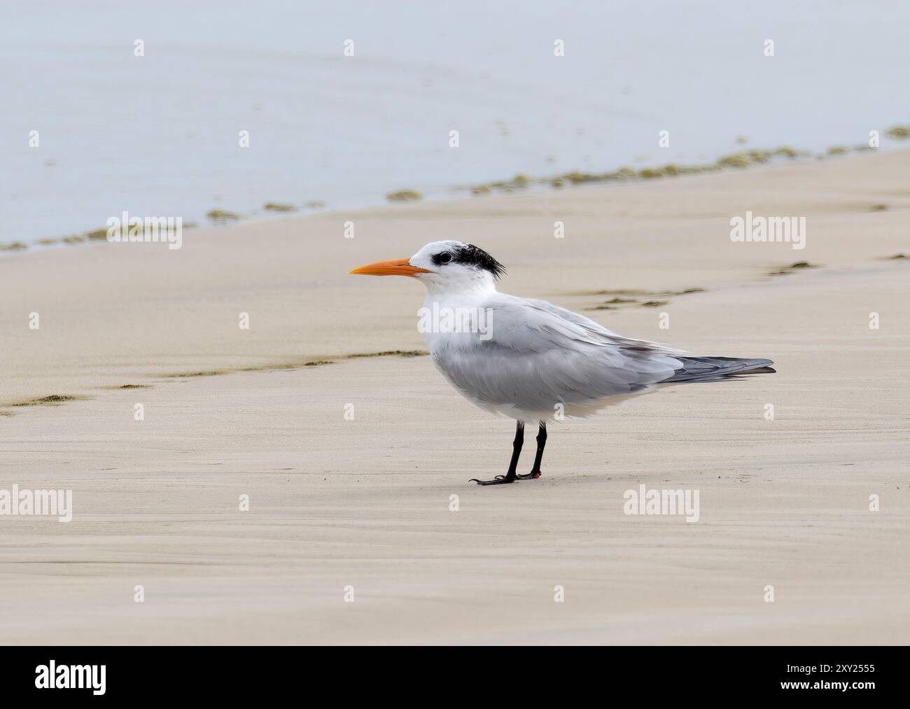 Royal tern, Königsseeschwalbe, Sterne royale, Thalasseus maximus ...