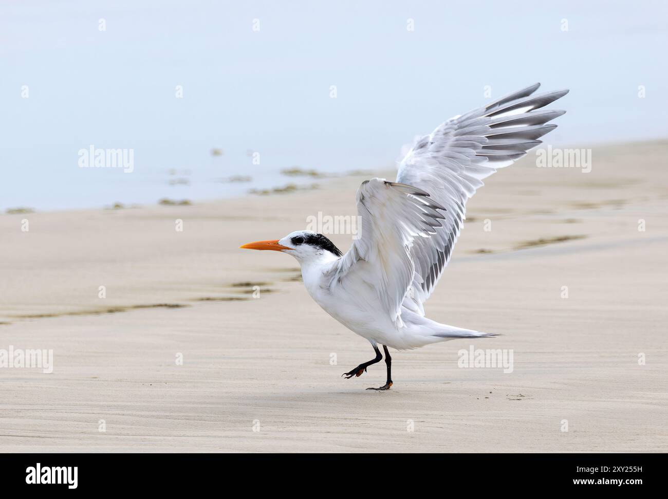 Royal tern, Königsseeschwalbe, Sterne royale, Thalasseus maximus ...