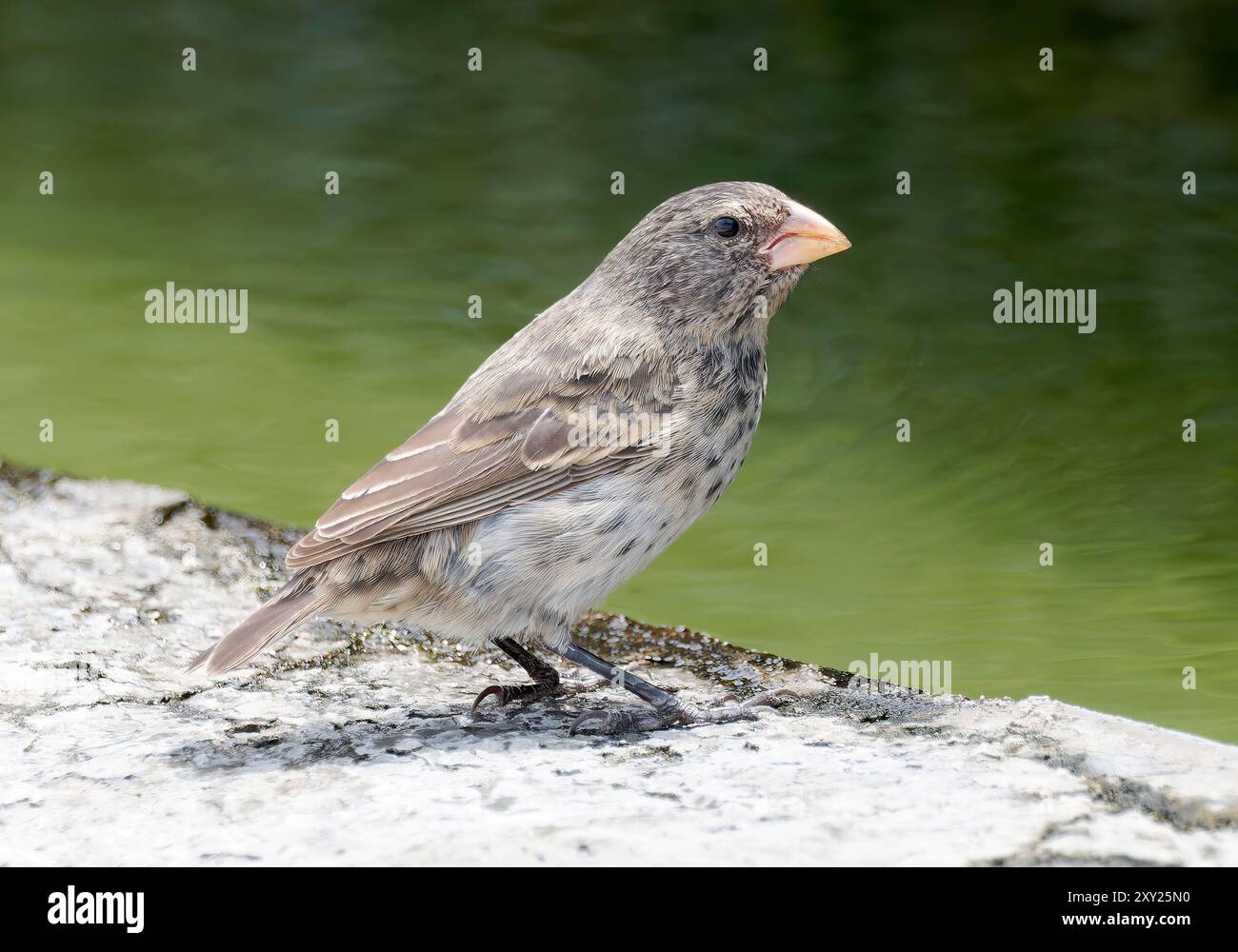 Medium ground finch, Mittel-Grundfink, Géospize à bec moyen, Geospiza ...