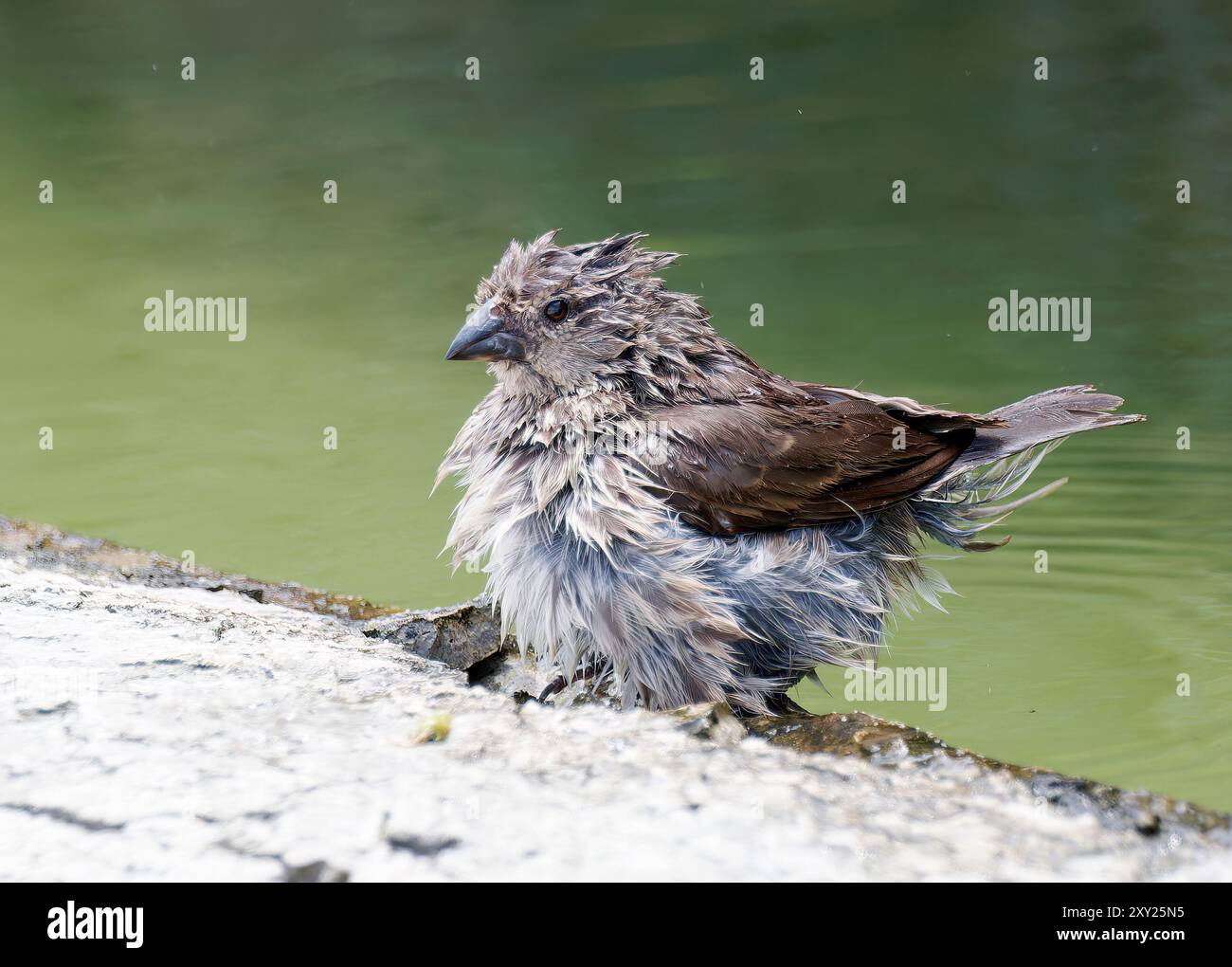 Medium ground finch, Mittel-Grundfink, Géospize à bec moyen, Geospiza ...