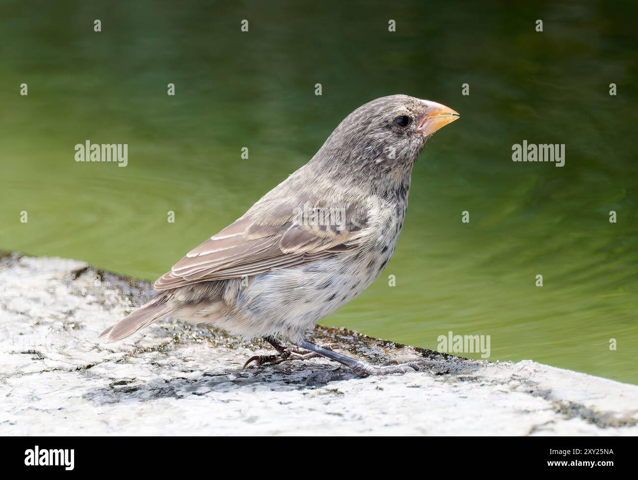 Medium ground finch, Mittel-Grundfink, Géospize à bec moyen, Geospiza ...