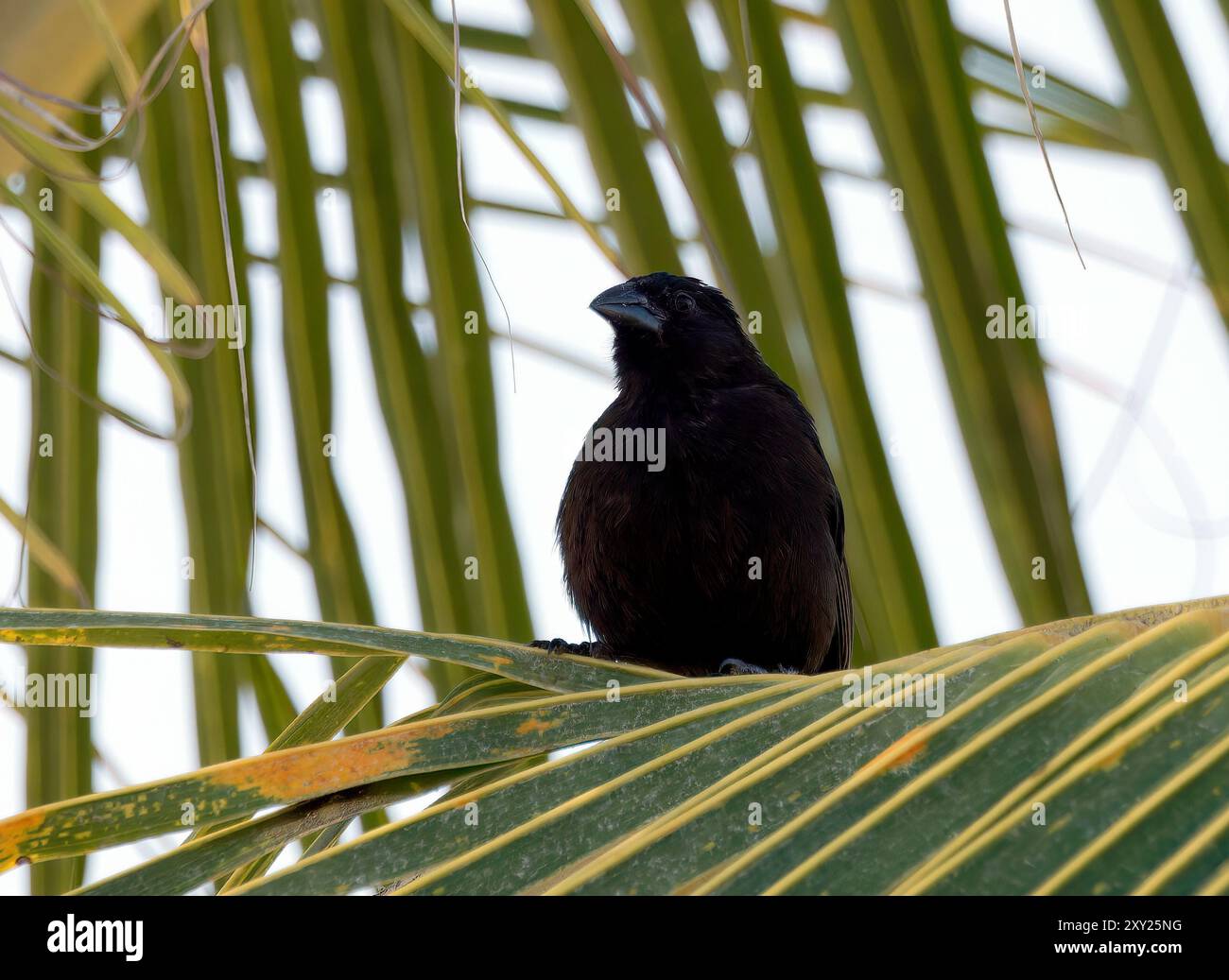 Medium ground finch, Mittel-Grundfink, Géospize à bec moyen, Geospiza ...