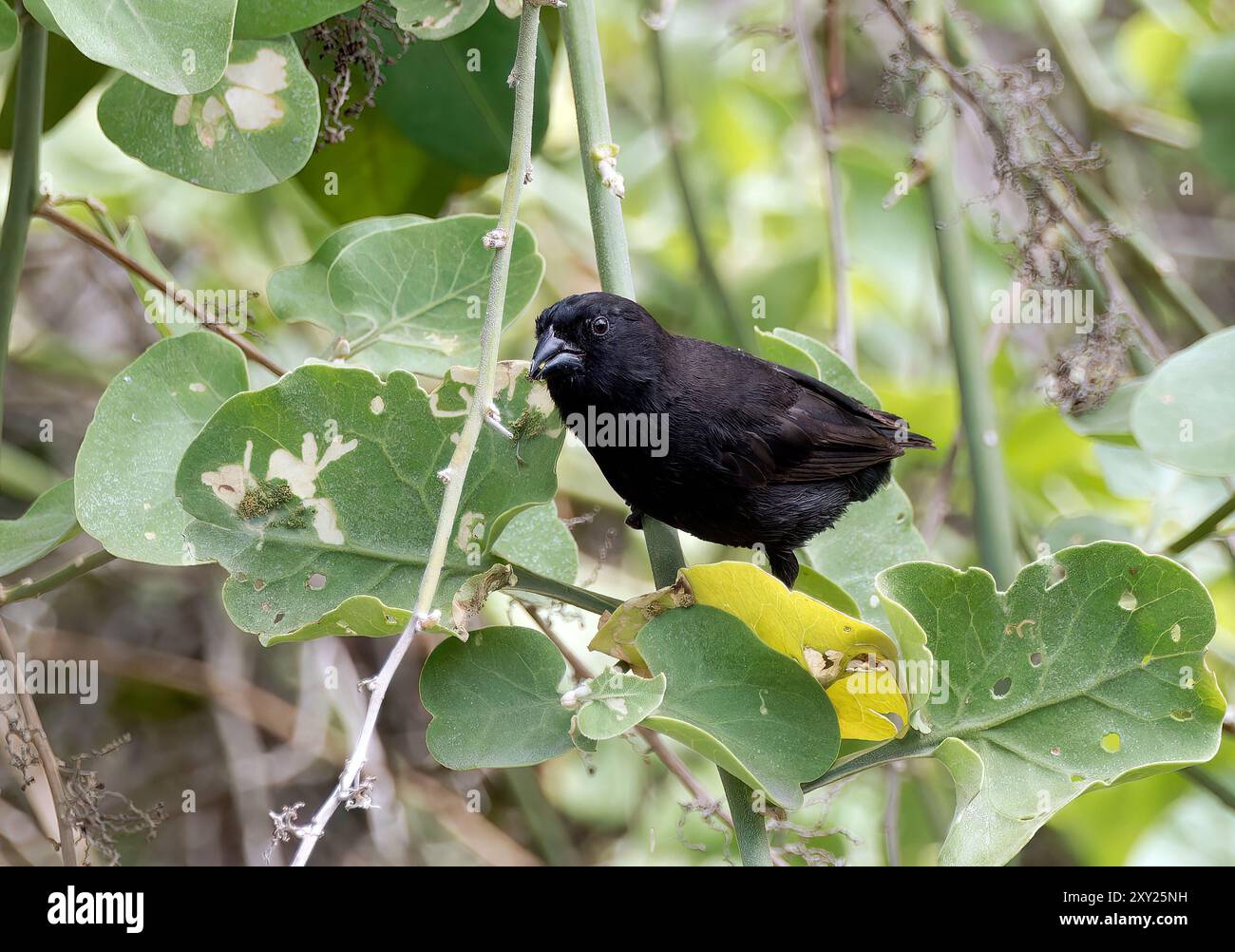 Medium ground finch, Mittel-Grundfink, Géospize à bec moyen, Geospiza ...