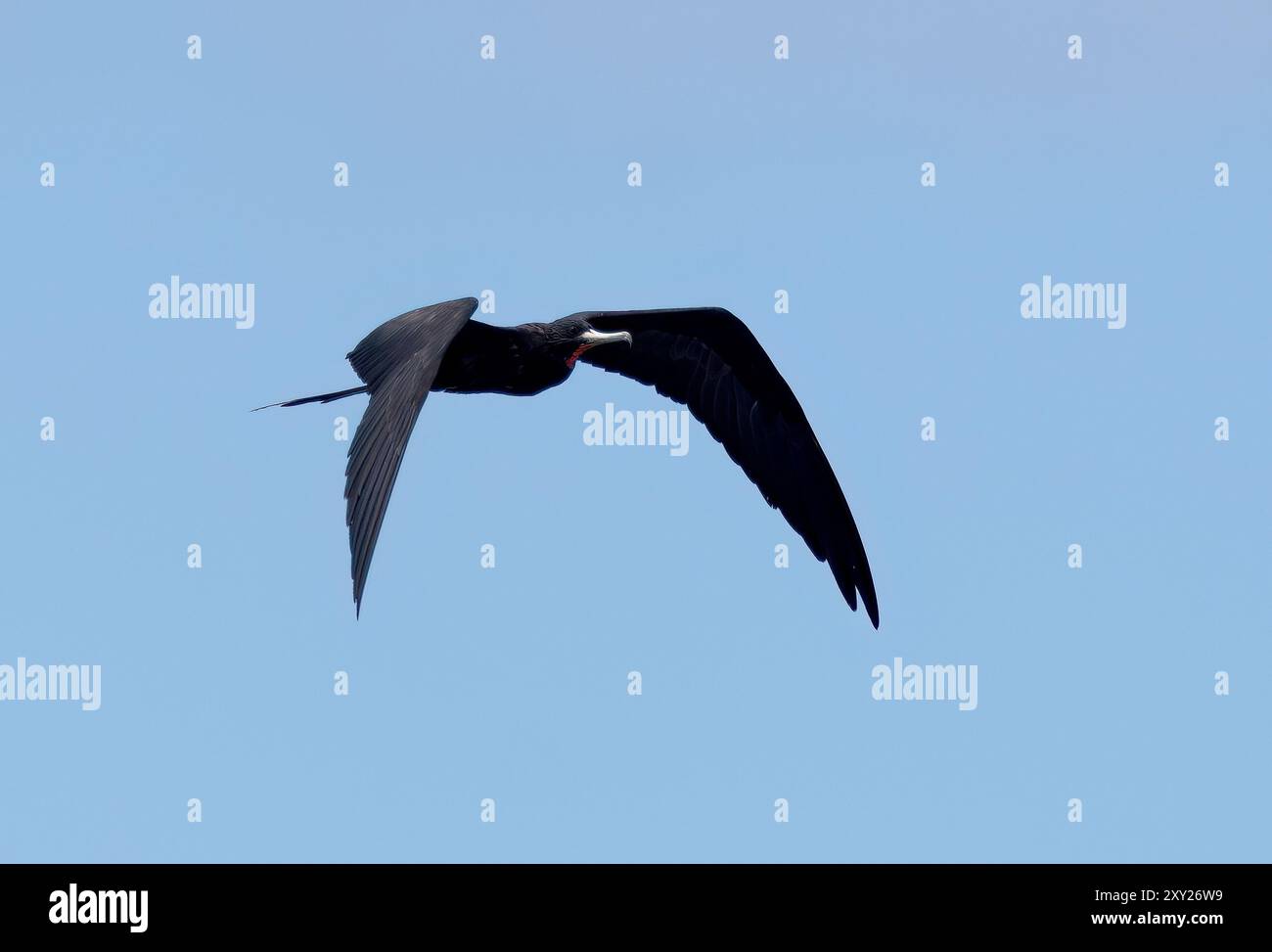 magnificent frigatebird, Prachtfregattvogel, Frégate superbe, Fregata ...
