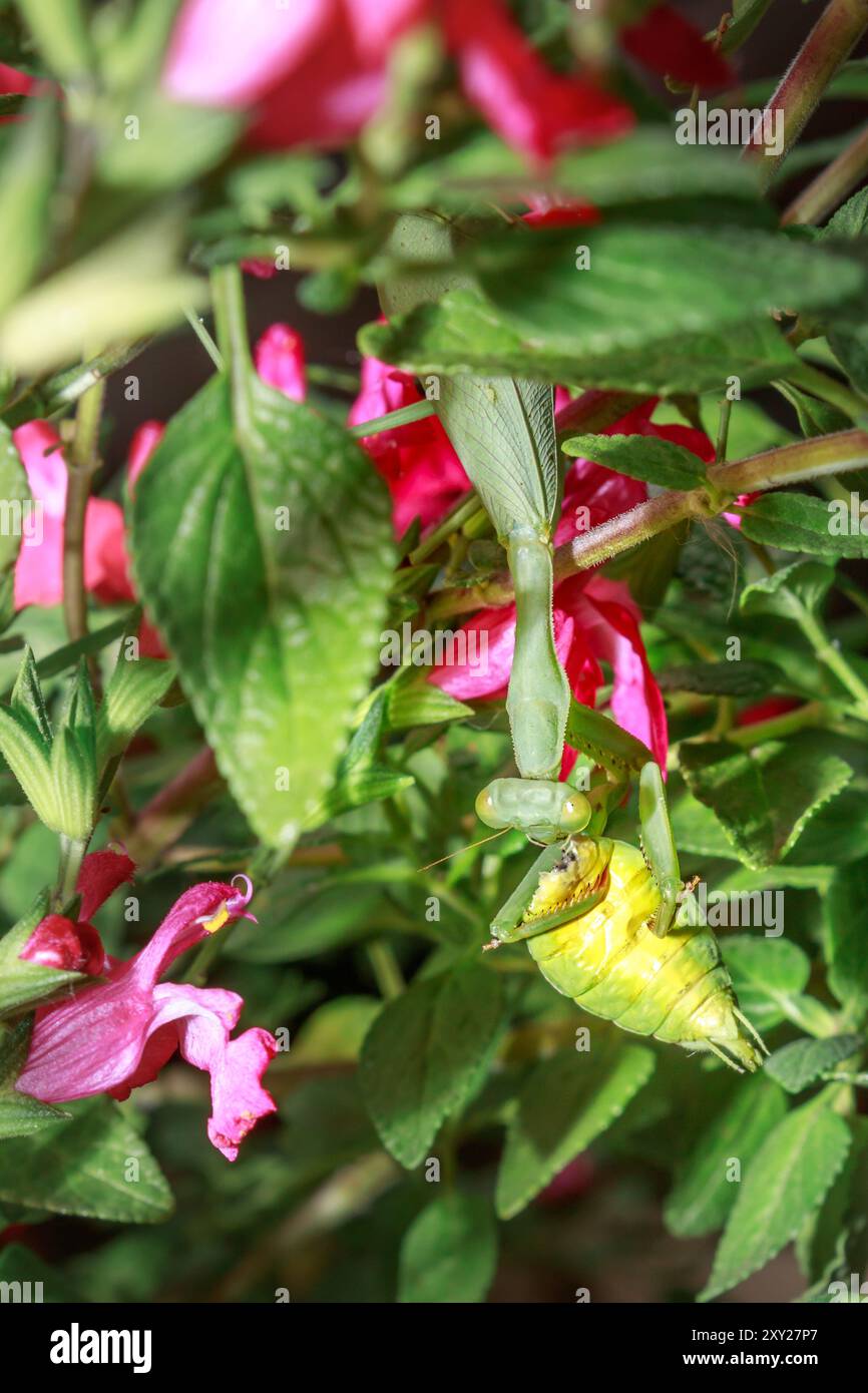 Pregnant Green female Praying Mantis eating another green praying ...