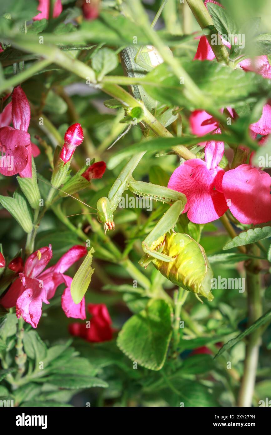 Pregnant Green female Praying Mantis eating another green praying ...