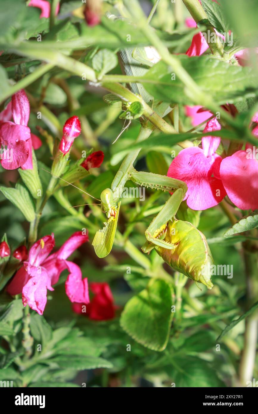 Pregnant Green female Praying Mantis eating another green praying ...