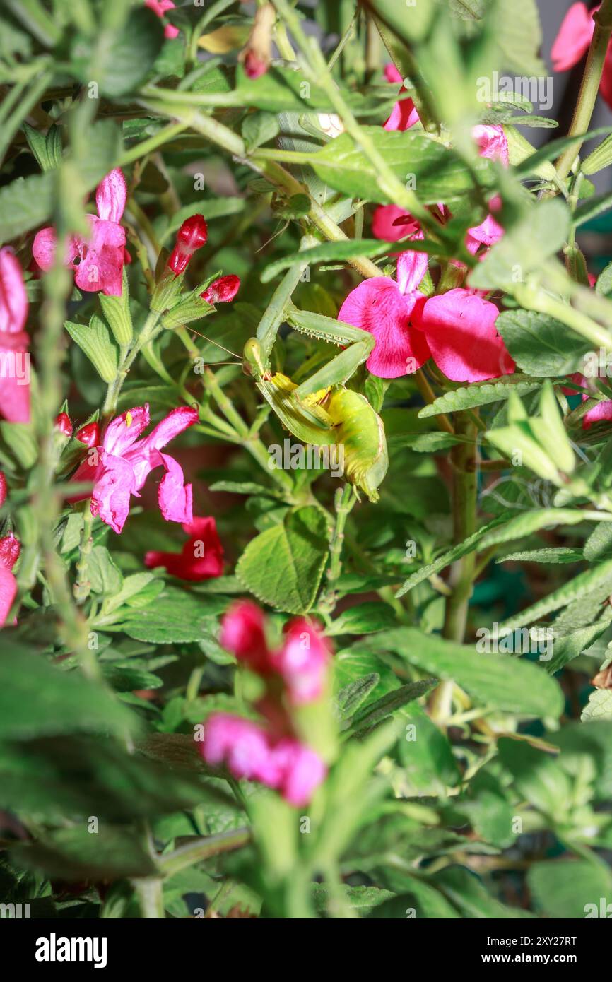 Pregnant Green female Praying Mantis eating another green praying ...