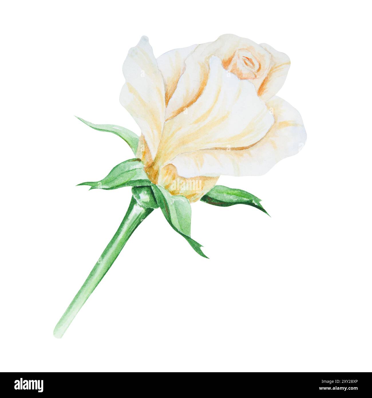 White, cream rose bud. Watercolor botanical illustration. Hand drawn ...