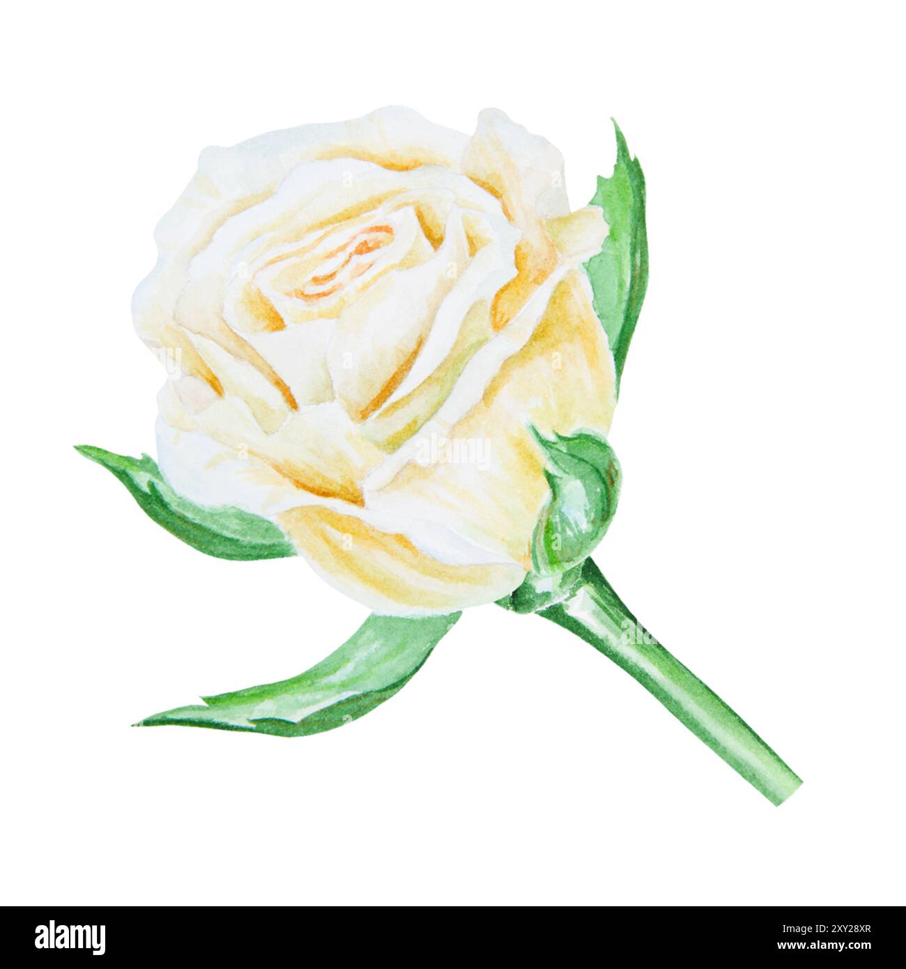 White, cream rose bud. Watercolor botanical illustration. Hand drawn ...