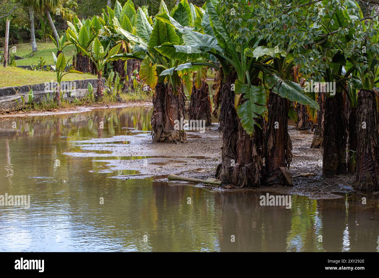 Curepipe Botanic Gardens (or SSR Botanical Garden of Curepipe) in Route ...