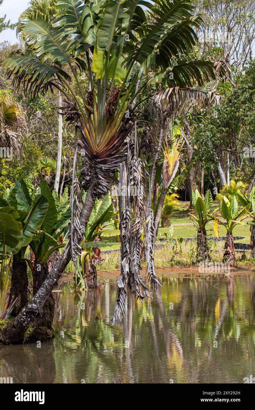 Curepipe Botanic Gardens (or SSR Botanical Garden of Curepipe) in Route ...