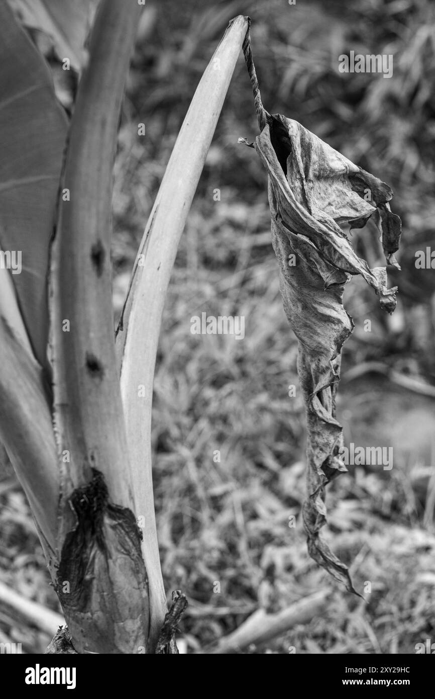 Curepipe Botanic Gardens (or SSR Botanical Garden of Curepipe) in Route ...