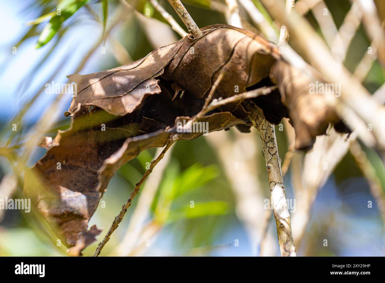 Curepipe Botanic Gardens (or SSR Botanical Garden of Curepipe) in Route ...