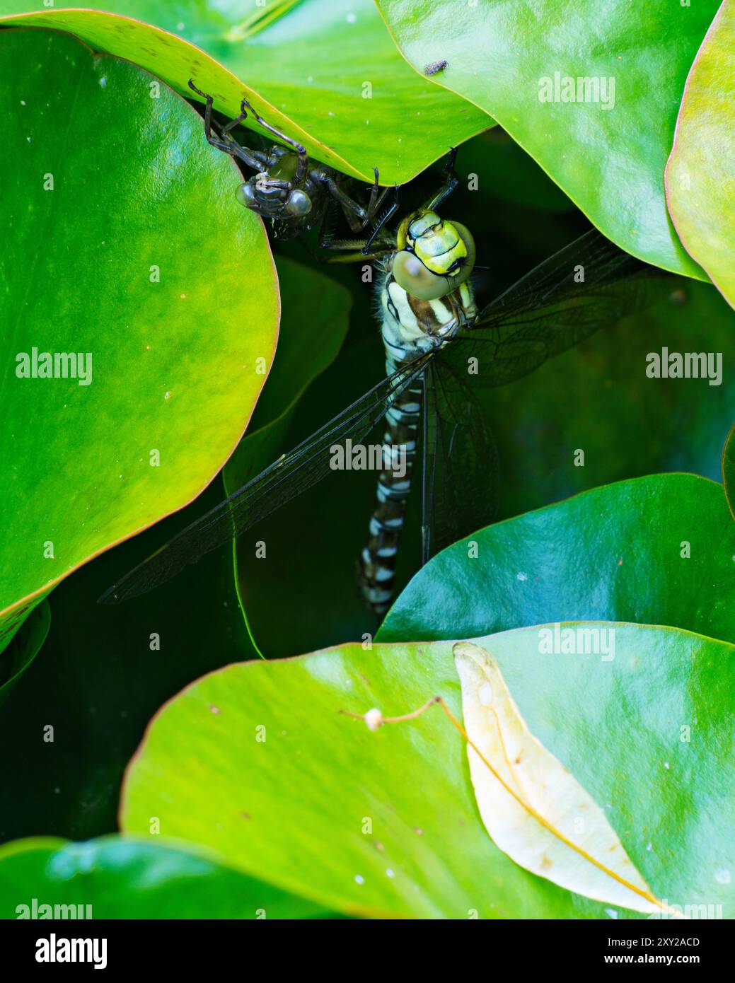 Southern hawker dragonfly (Aeshna cyanea) newly emerged with exuvia on ...