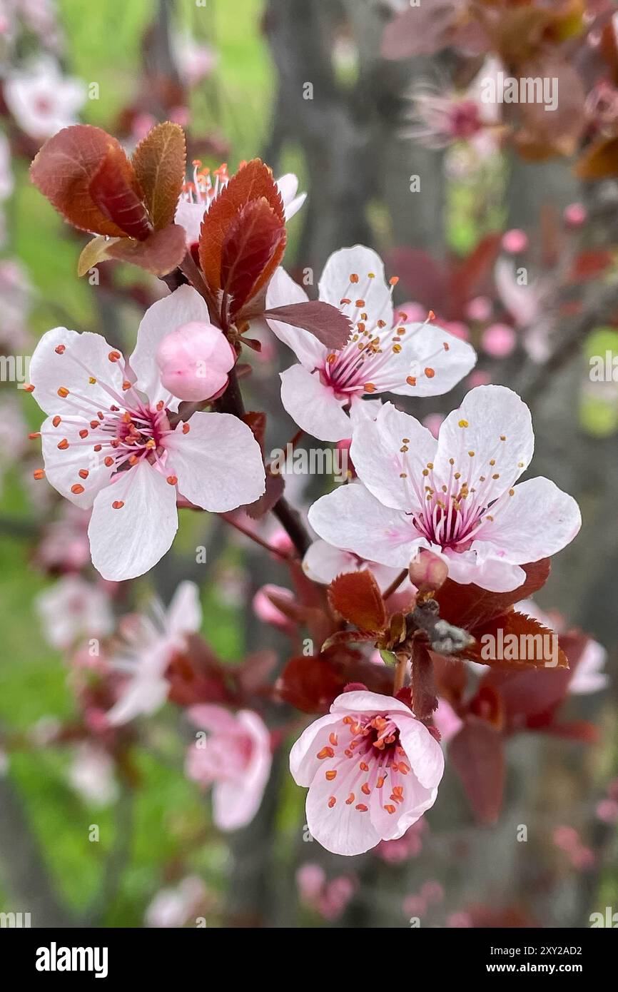 Pink plum blossoms are in bloom in the plum garden. Scientific name is ...
