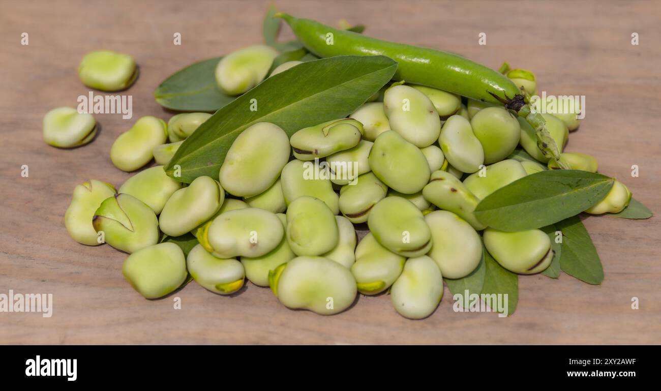 Broad bean or fava beans (Fave) on the close-up. From garden to table ...