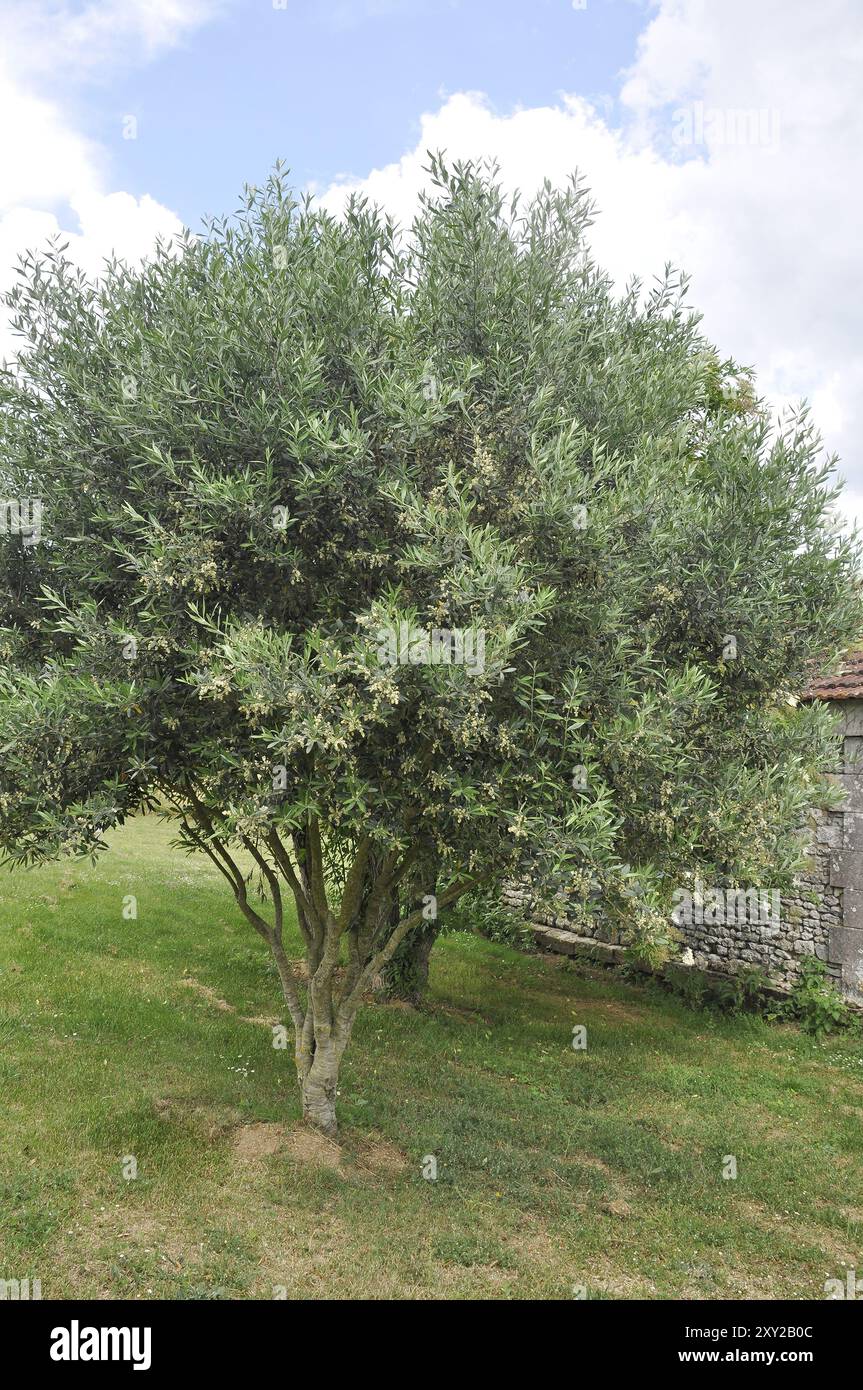 Olive tree in bloom Stock Photo - Alamy