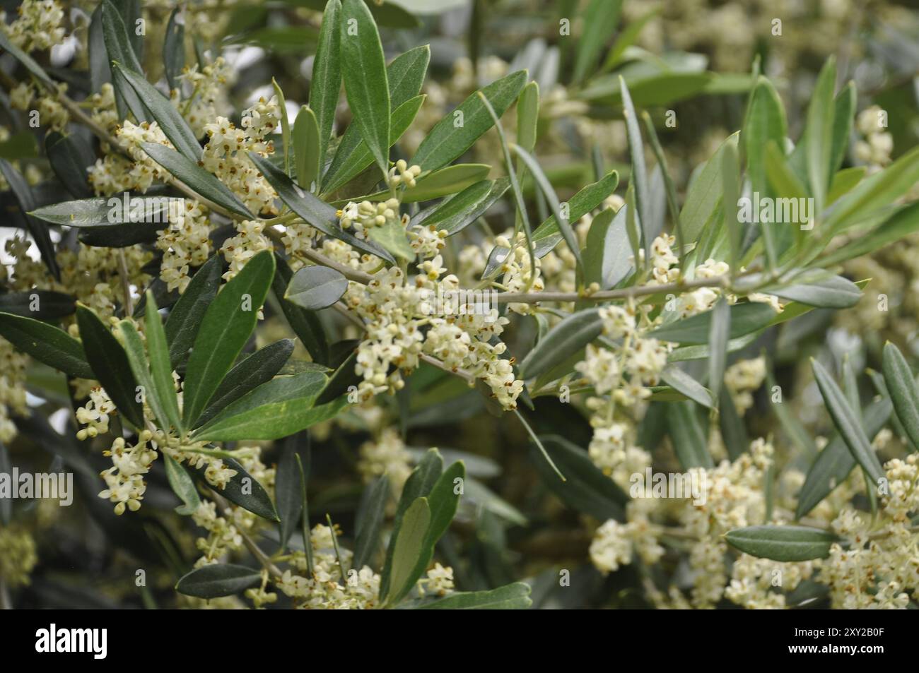 Olive tree in bloom Stock Photo - Alamy