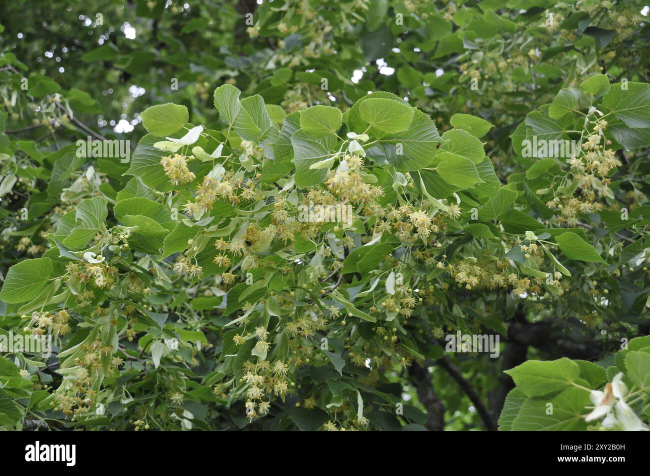 Linden tree in bloom Stock Photo - Alamy