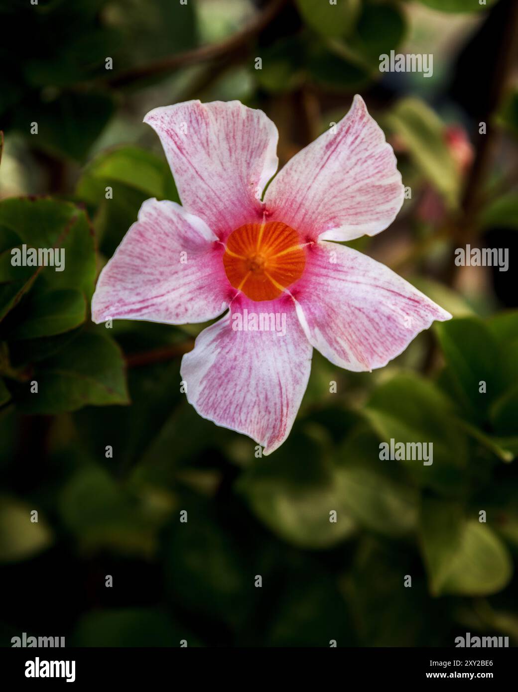 Mandevilla sanderi hi-res stock photography and images - Alamy