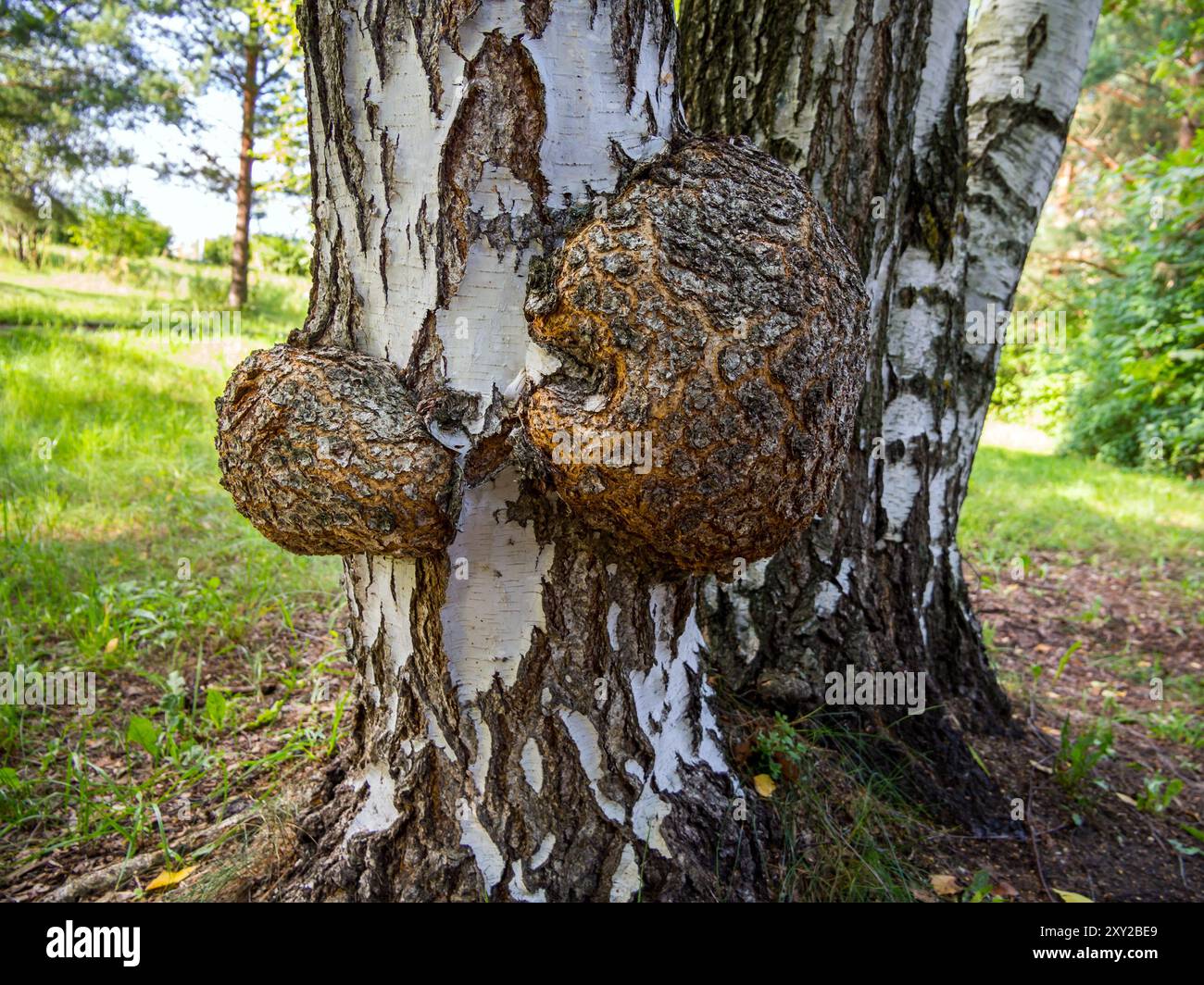 Suvel round growth on tree hi-res stock photography and images - Alamy