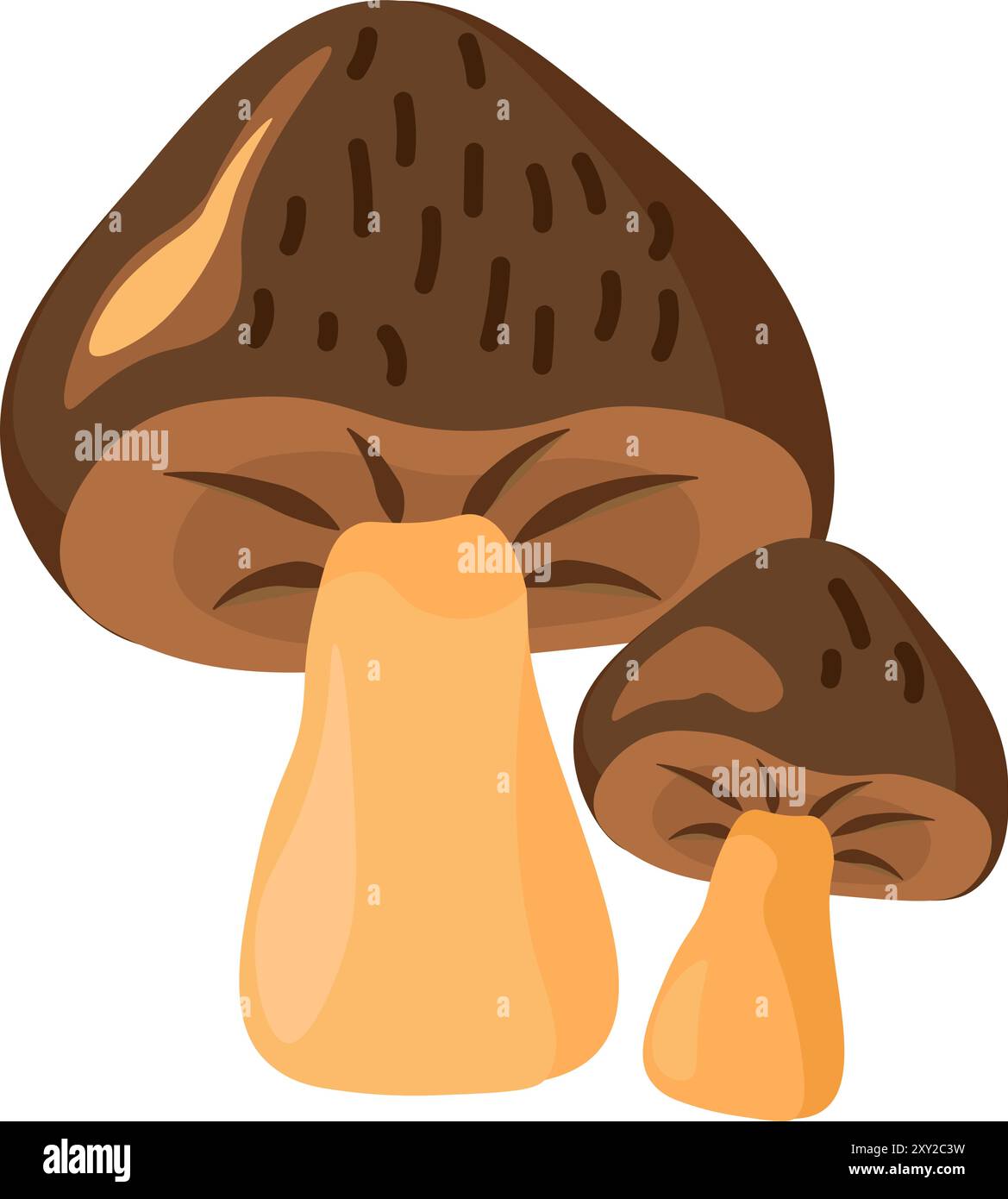 Pair of edible porcini mushrooms. Wild bolete mushrooms for preparing ...