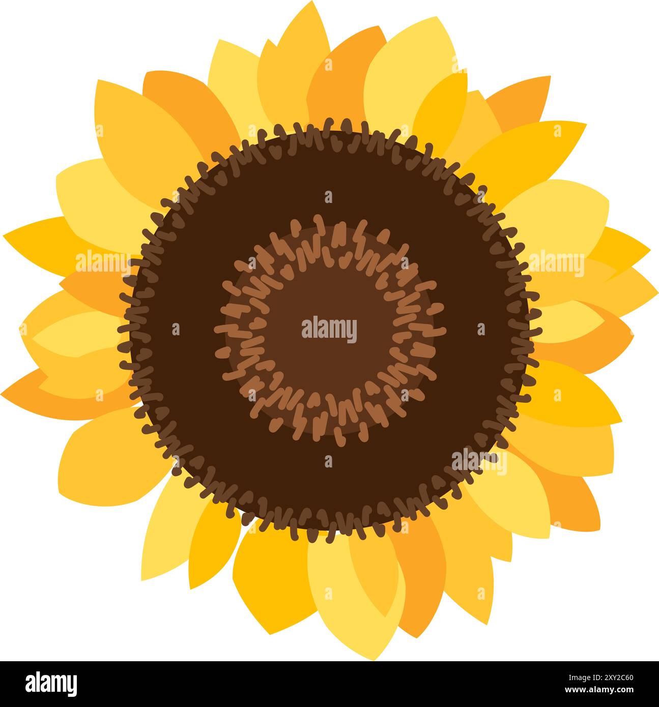 Sunflower inflorescence Stock Vector Images - Alamy