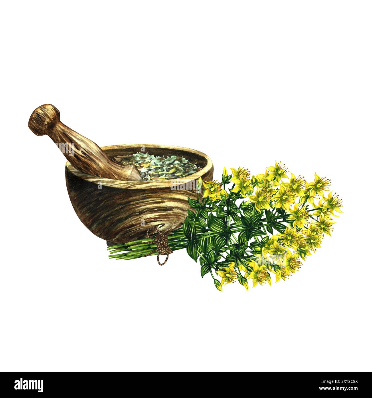 Botanical illustration st johns wort Cut Out Stock Images & Pictures ...