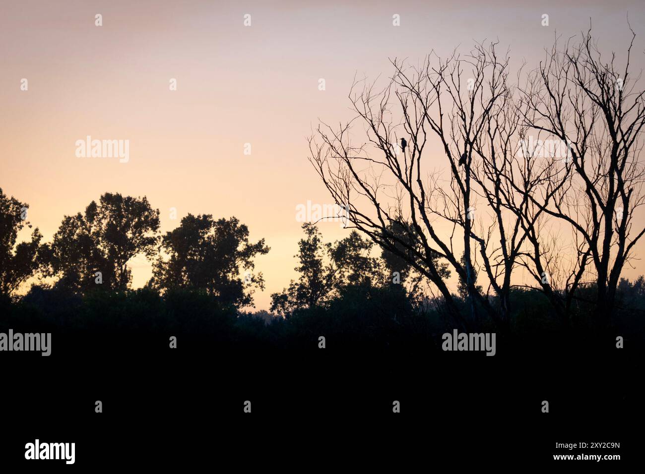 Silhouette of birds sitting on withered dead tree at sunset in a forest ...