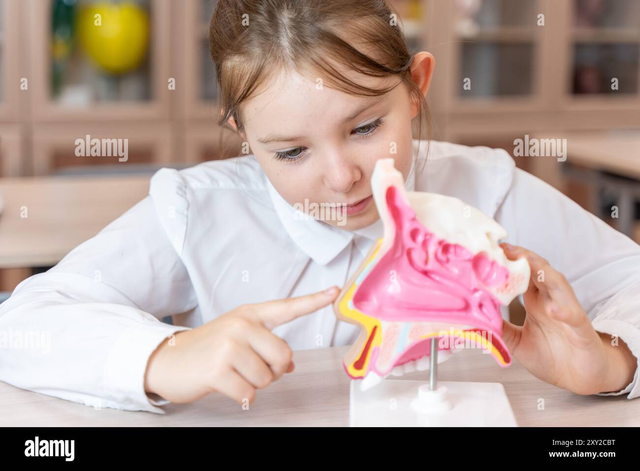 A schoolgirl studies an anatomical model of the human nasopharynx in a ...