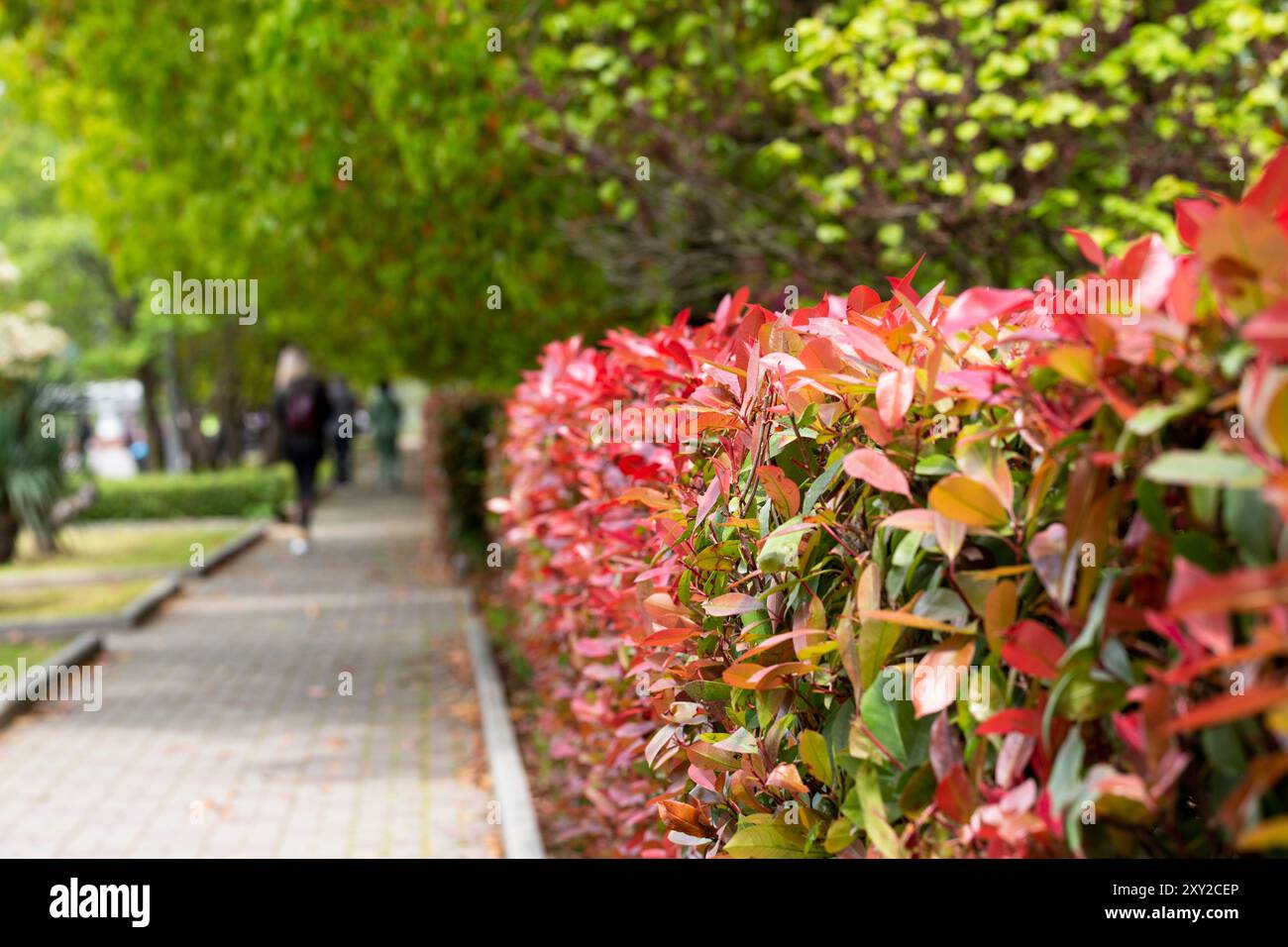 Red and green leaves of a photinia fraseri red robin hedge on a street ...