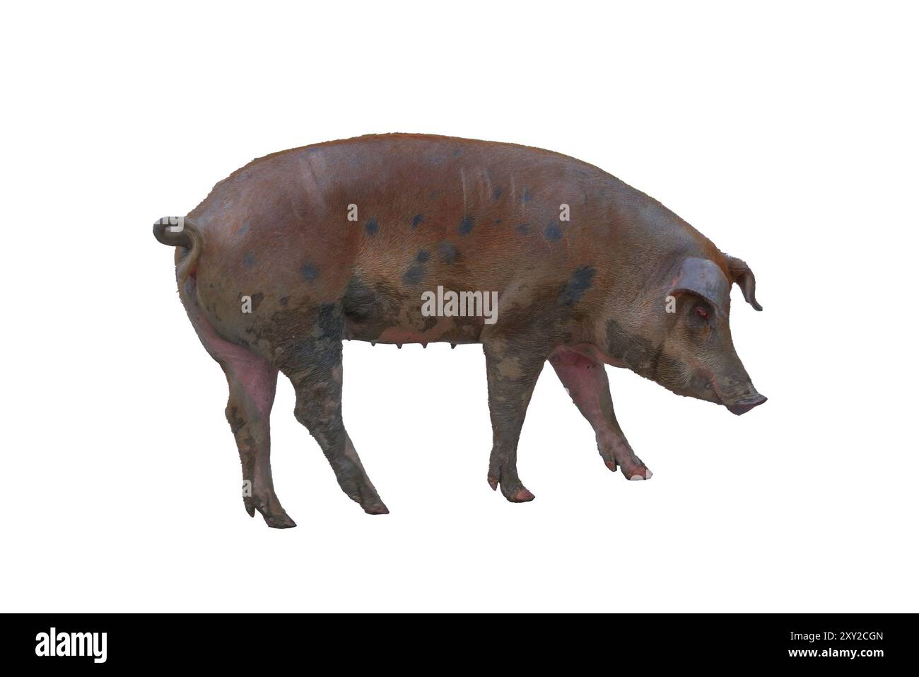 Close up pig standing Cut Out Stock Images & Pictures - Alamy